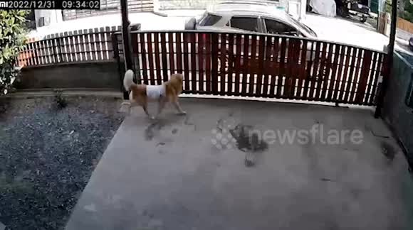 Pet owner climbs over gate to escape from clingy Golden Retriever - Buy ...