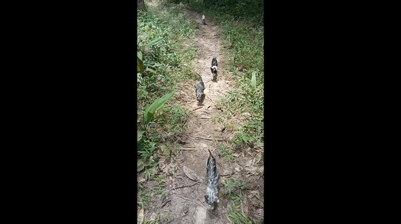 Cats walk in single file to go for a swim in forest stream - Buy, Sell ...