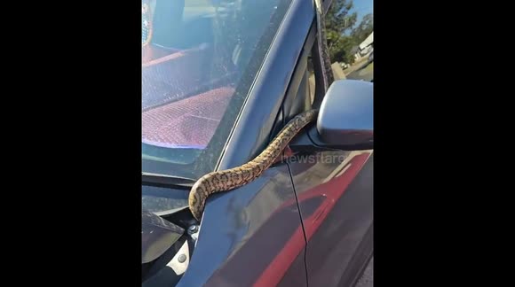 Terrifying moment huge PYTHON slithers out of Aussie motorist's vehicle ...