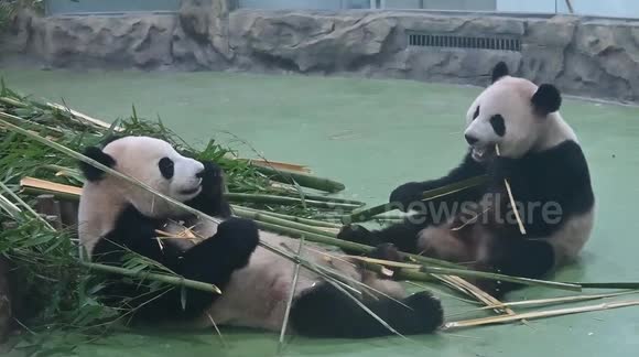 Chinese Pandas' Antics After Bumping Into Each Other In Sichuan, China ...