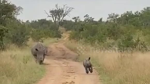 Rhino race! Rhino calf prepares himself for the 100 meter sprint during ...