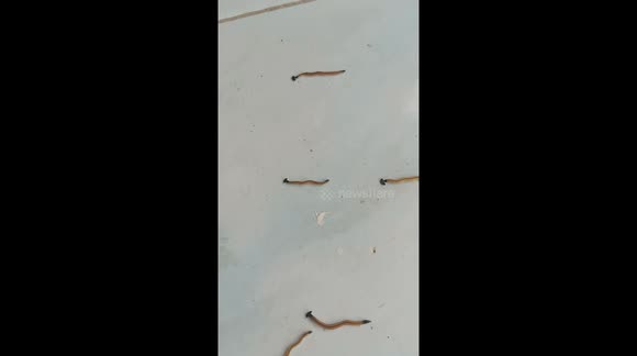 Terrifying army of hammerhead worms crawl across woman's kitchen floor ...