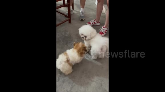 Bichon Frise Receives a Firm Paw Slap from Another Dog in Guangdong ...