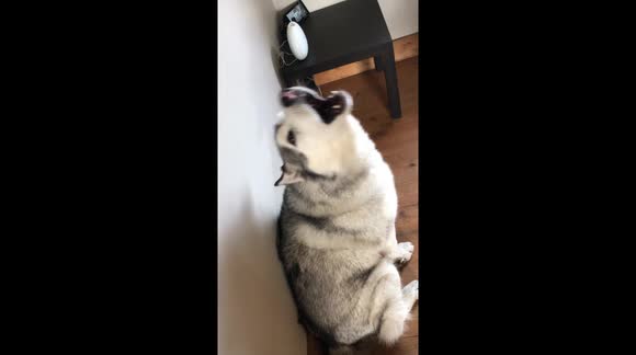 Husky Named Jackson Has A Scream - Buy, Sell or Upload Video Content ...