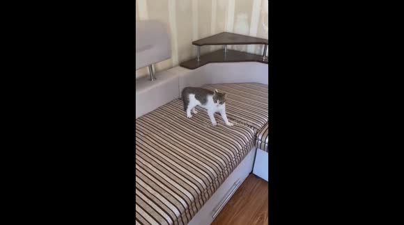Charismatic cat Frosya's hilarious attempt to intimidate owner - Buy, Sell or Upload Video ...