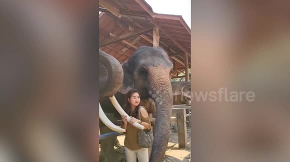 Two elephants hug woman while she poses for pictures - Buy, Sell or ...