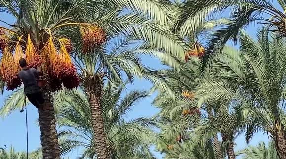 Palestinian farmers harvest dates from a palm tree during harvest ...