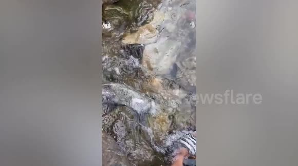 Beach-goer saves puffer fish stuck in shallow rocky shore - Buy, Sell ...