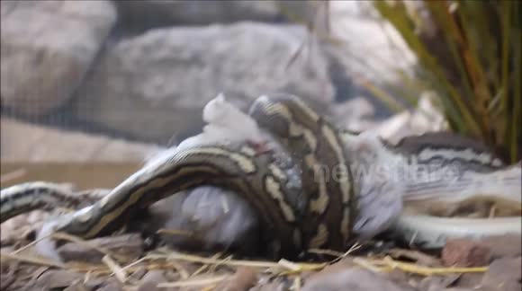 Carpet Python Swallows Chicken September 2015 Snake Out Brisbane Snake ...