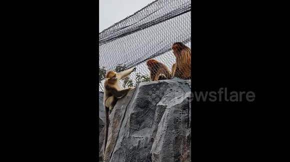 Monkey 'teases' fellow primates after escaping from enclosure at zoo in ...