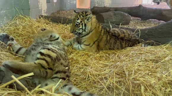 Adorable tiger cubs play fight as watchful mother looks on - Buy, Sell ...