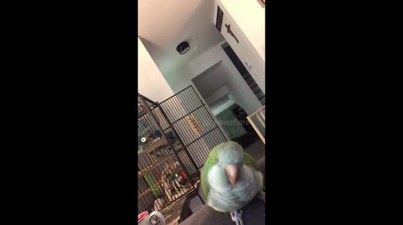 Quaker Parrot Has Words For His Owner - Buy, Sell or Upload Video ...