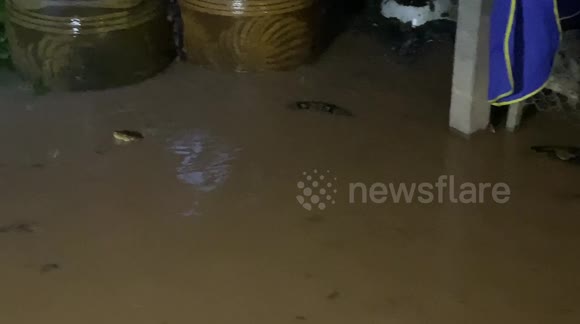 Python goes swimming through floodwater outside terrified woman's home ...