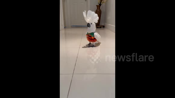 Cockatoo catwalk! Pet bird wows as she shows off spectacular Halloween ...