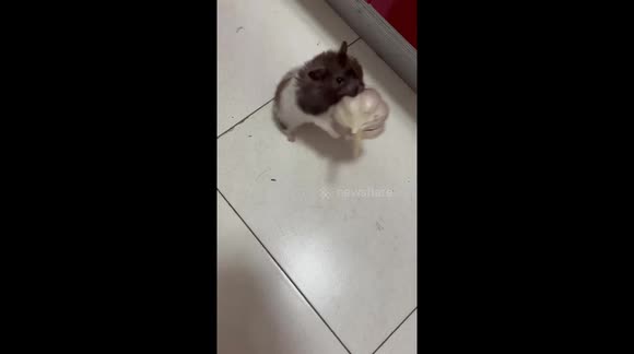 Syrian hamster hops along with head of garlic in his mouth - Buy, Sell ...