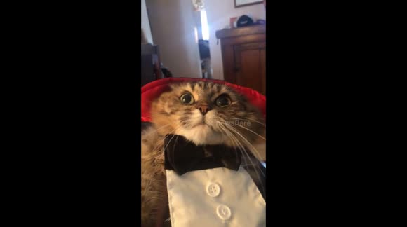 Count Catula! Adorable cat dresses up as a vampire for Halloween - Buy ...