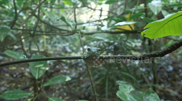 Flying frogs camouflage themselves as feces to avoid being eaten by ...