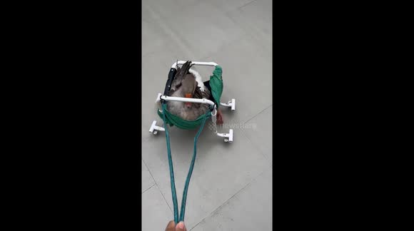 Pet goose with deformed spine waddles around park with DIY walker - Buy ...