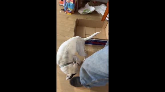 Pup's Poop Is Hanging by a Thread - Buy, Sell or Upload Video Content ...