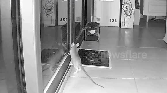 CCTV footage captures sneaky rat brilliantly outsmarting sticky trap ...