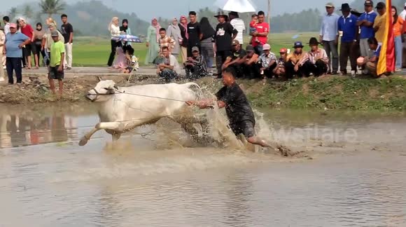 The cows run wild before the unique attraction of cow racing in ...