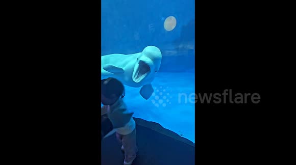 Girl runs away in tears as beluga whale playfully 'pulls a face' to her ...