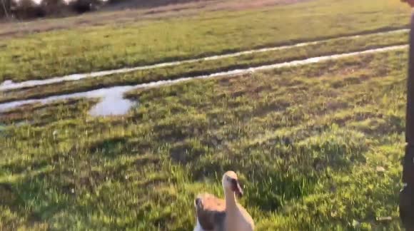 Goose Gets Excited to See Her Human - Buy, Sell or Upload Video Content ...