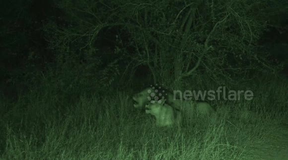 Lion couple's incredible late night duet roaring performance captured ...