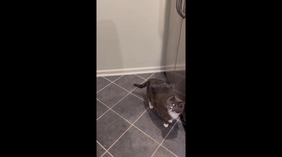 Stuart the Politely Sitting Counter Cat - Buy, Sell or Upload Video ...