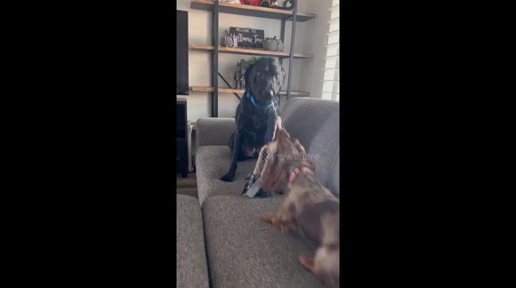 Pulling His Weight and His Friends Too - Buy, Sell or Upload Video ...