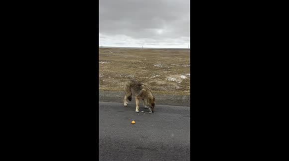 Controversy erupts as tourists overfeed wild wolf turning it into viral ...