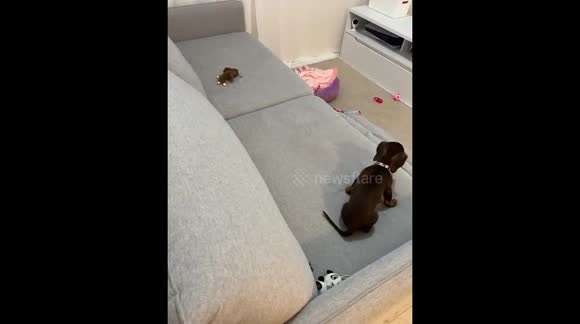 Puppy's playful sofa shenanigans: a furry friend's irresistible ...
