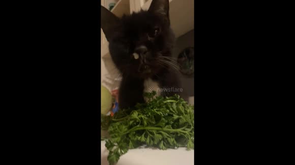 Unbothered cat with big snot bubble lays on parsley owner was planning ...