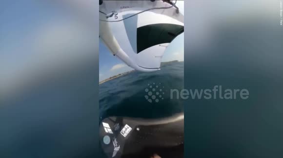 Unbelievable moment windsurfer taken out by huge humpback whale - Buy ...