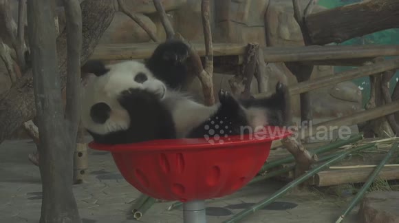 Playful panda spins in red basin in Chinese zoo - Buy, Sell or Upload ...