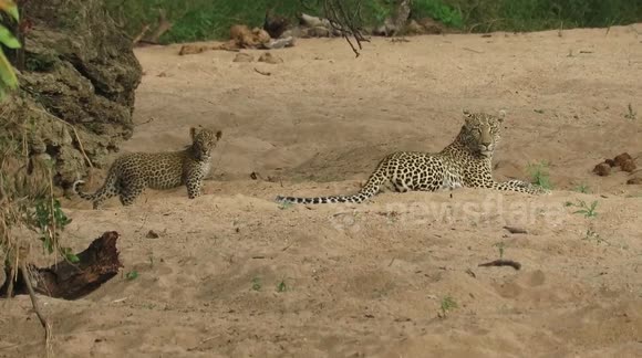 Adorable footage of leopard cubs tussling just metres in front of ...
