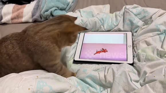 Cat hilariously attempts to catch 'Jerry' from cartoon on tablet - Buy ...