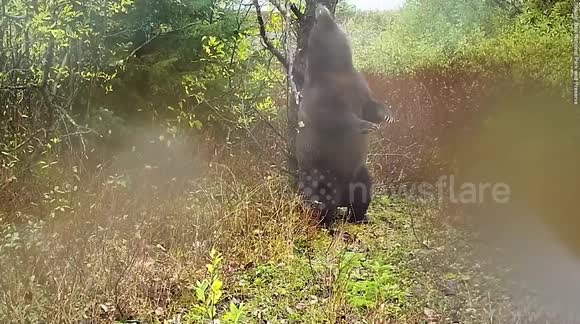 Wildlife camera captures bear enjoying a back scratching session - Buy ...