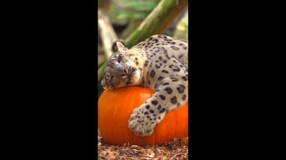 Snow leopard Jessie snuggles with giant pumpkin in adorable video - Buy ...