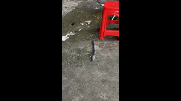 Unbelievable conga line of five shrews match in perfect formation down ...