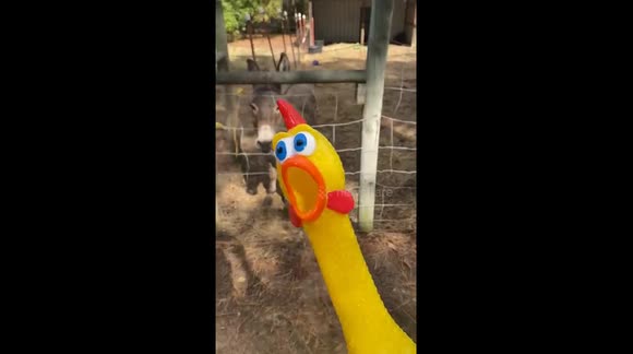 Giant Screaming Chicken Makes Donkey's Day - Buy, Sell or Upload Video ...