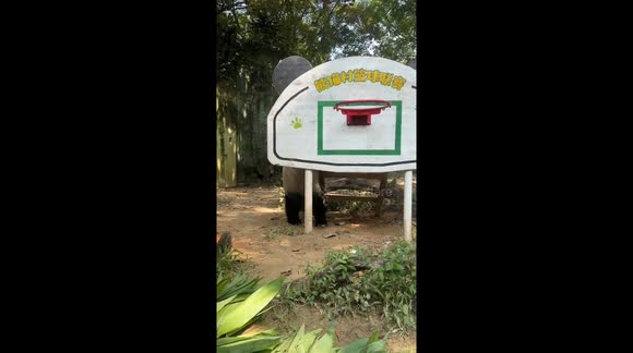 Panda climbs basketball hoop and tries to pass through ring in China ...