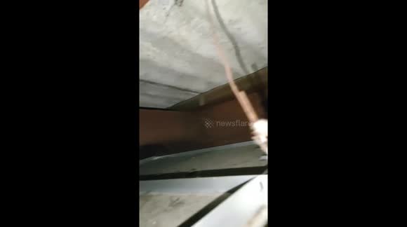 Huge Wild Python Caught In Roof Rafters Of House In Thailand Buy Sell Or Upload Video Content