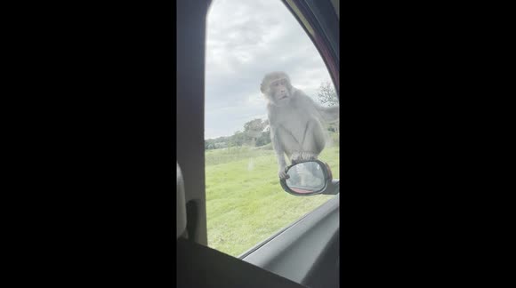 Monkeys Attack Car During Drive-Through Safari - Buy, Sell or Upload ...