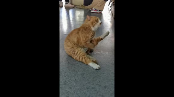 Stray Cat Scratches Itself Like a Human in China - Buy, Sell or Upload Video Content with Newsflare