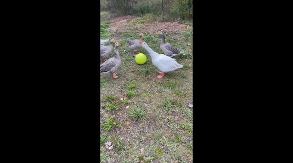 Geese Chase After Ball - Buy, Sell or Upload Video Content with Newsflare