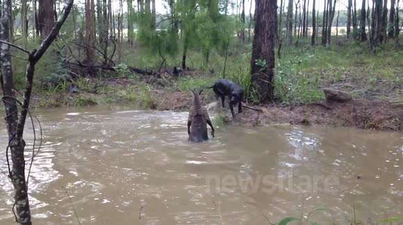 Tense moment kangaroo tries to drown curious dog - Buy, Sell or Upload ...