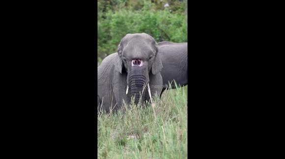 Elephant With A Birth Defect Lives Happily - Buy, Sell or Upload Video ...