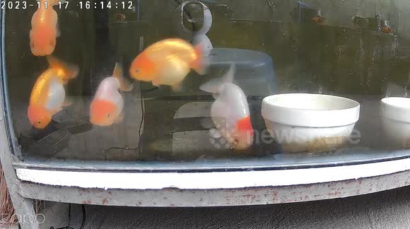 Philippines earthquake shakes fish tank in family's home - Buy, Sell or ...