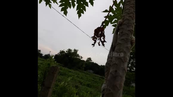 A little cute kitten is swinging down from a papaya tree ,Beautiful ...